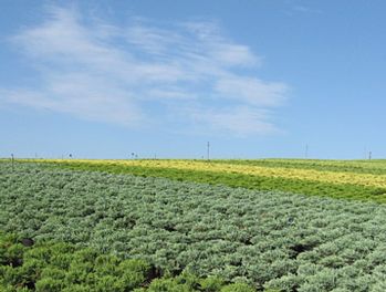 History of Greenleaf Nursery