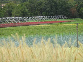 History of Greenleaf Nursery