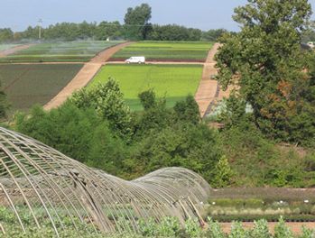 History of Greenleaf Nursery