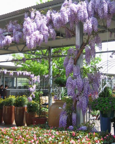 Greenleaf Where to Buy