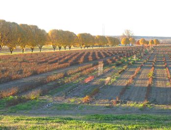 History of Greenleaf Nursery
