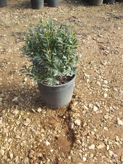 Ilex glabra 'Shamrock' SHAMROCK COMPACT INKBERRY from Greenleaf Nursery