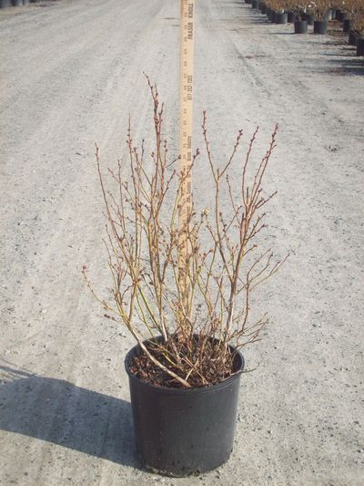 Vaccinium corymbosum 'Chippewa' CHIPPEWA BLUEBERRY from Greenleaf Nursery