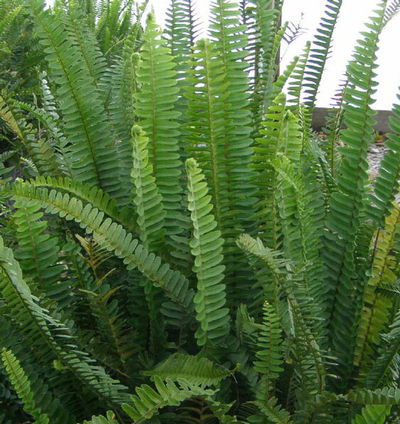 Nephrolepis obliterata AUSTRALIAN SWORD FERN from Greenleaf Nursery