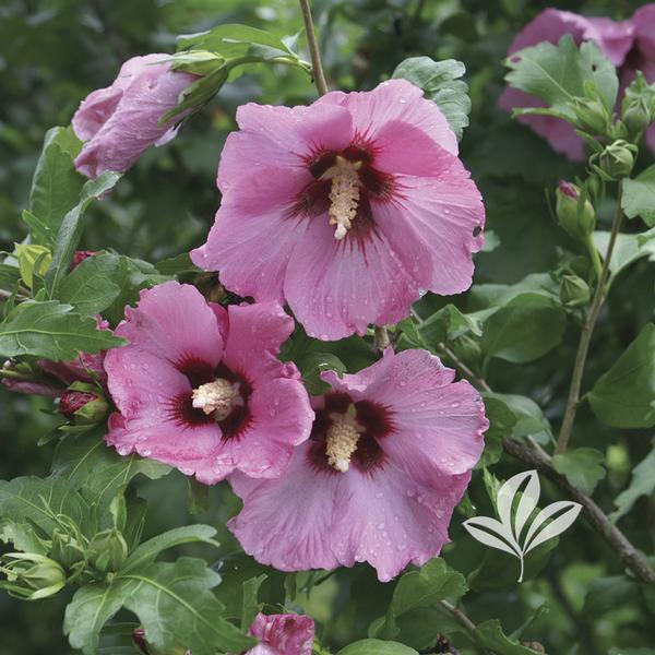 Althea Tree 95 Best Images About Plant Materials For Houston Small