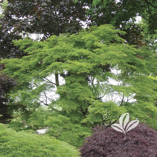 Acer palmatum 'Seiryu' SEIRYU JAPANESE MAPLE from Greenleaf Nursery