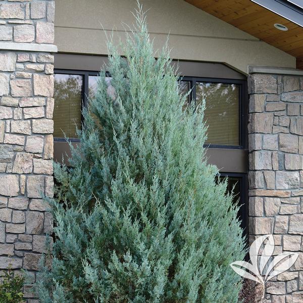 Juniperus Juniperus scopulorum 'Wichita Blue' WICHITA BLUE JUNIPER from ...