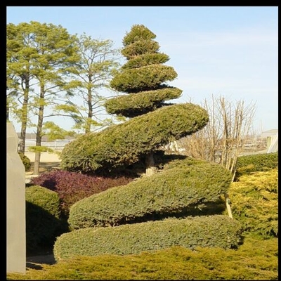 Juniperus Chinensis Hetzii Columnaris