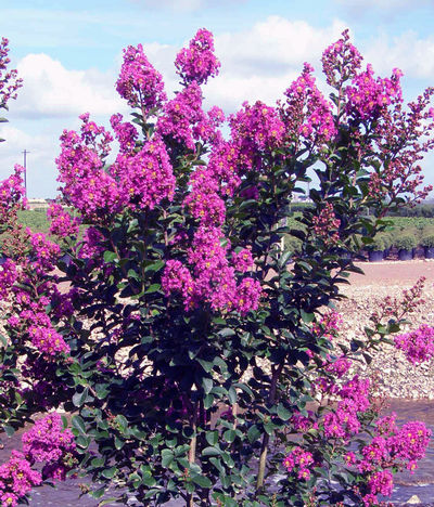 Lagerstroemia (Large) Lagerstroemia indica 'CS1' BRADBERRY WINE(TM ...