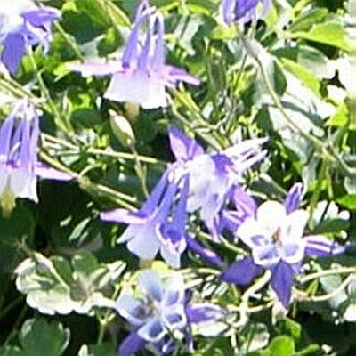 Aquilegia Aquilegia 'Winky Blue & White' Winky Blue & White Columbine ...