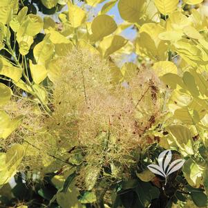 Cotinus coggygria 'Ancot'