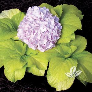 Hydrangea macrophylla 'Lemon Daddy'