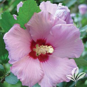 Hibiscus syriacus 'Minerva'