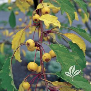 Malus transitoria 'Schmidtcutleaf'