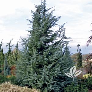 Cedrus deodara 'Bush's Electra'