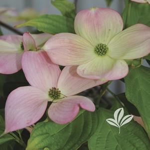 Cornus 'Rutgan'