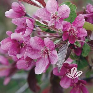 Malus 'Radiant'