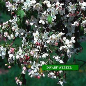 Malus 'Red Jade'