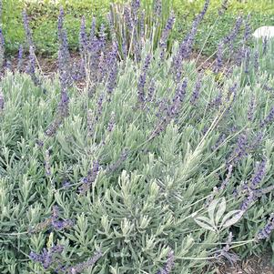 Lavandula x intermedia 'Grosso'