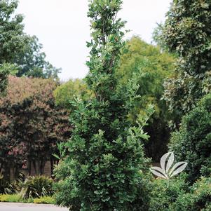 Quercus x warei 'Nadler'