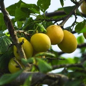 Prunus domestica 'Gold Dwarf'