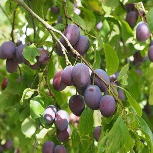 Prunus 'French Prune'
