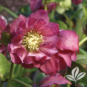 Helleborus 'Red Sapphire'