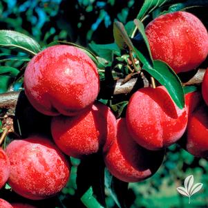 Prunus 'Ruby'