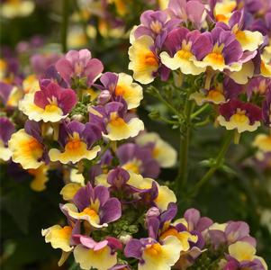 Nemesia 'Yellow Bicolor'