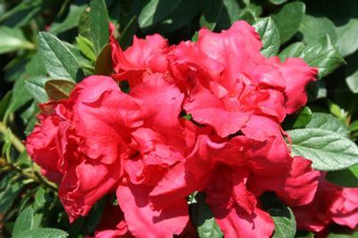 What's New: Miles of Blooms